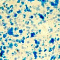 Ultramarine natural - ColourLex